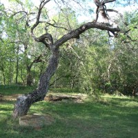 Twisted Tree Gardens – Where you can find a plant that makes you happy.